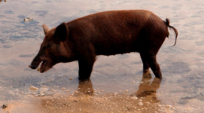 Porcul Pescar | Libertatea