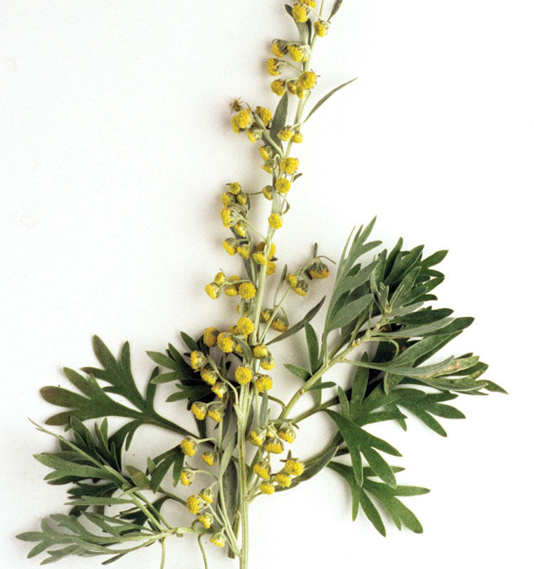 Planta Săptămânii: Pelinul | Libertatea