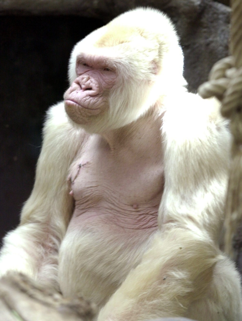 Animale Albinoase | Libertatea