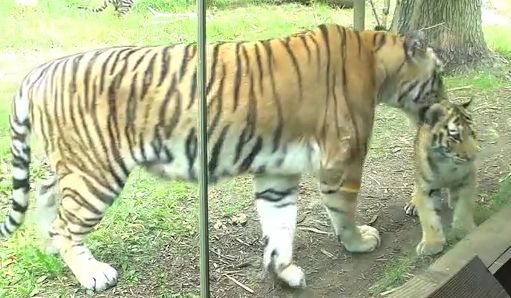 Video | Şase Pui De Tigru, Noua Atracţie A Grădinii Zoologice Din Bronx ...