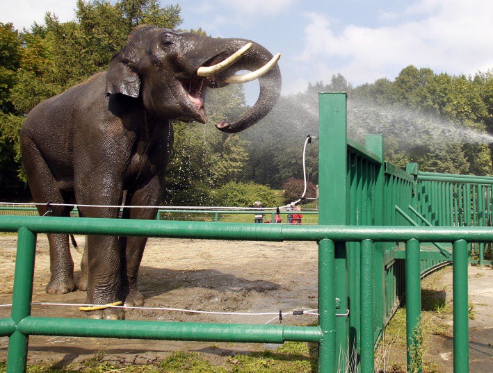 Elefant Supus Unei Operaţii Inedite Pentru Refacerea Unui Colţ Fisurat ...