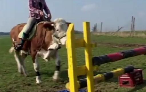 Video Amuzant | O Vacă Se Crede Cal și Sare Obstacole | Libertatea
