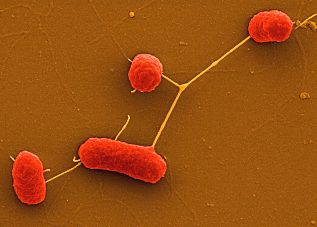 Bacteria E.coli A Ajuns în Bulgaria? | Libertatea