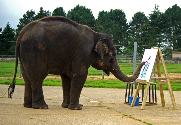 Foto | Expoziţie De Tablouri Pictate De Un...elefant | Libertatea