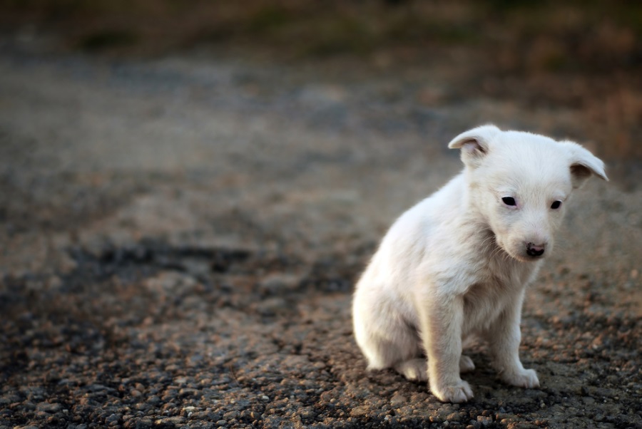 Ce Boli Poţi Să Iei De La Câini, Pisici şi Alte Animale | Libertatea
