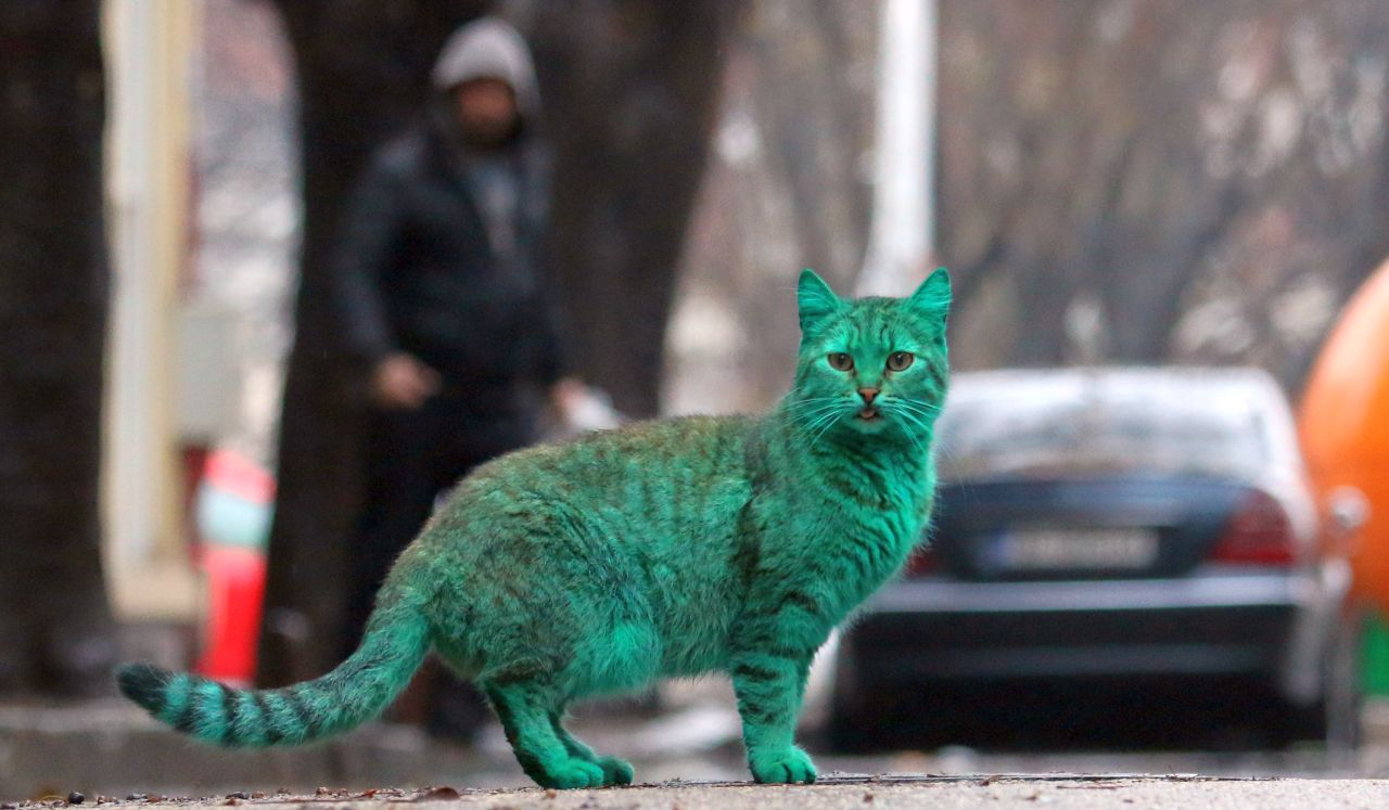 Misterioasa Pisică Verde Din Bulgaria | FOTO | Libertatea