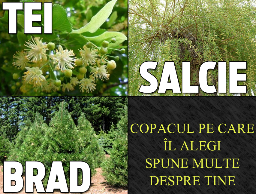 Alege-ți Un Copac Care Consideri Că Te Reprezintă! Iată Ce Spune Asta ...