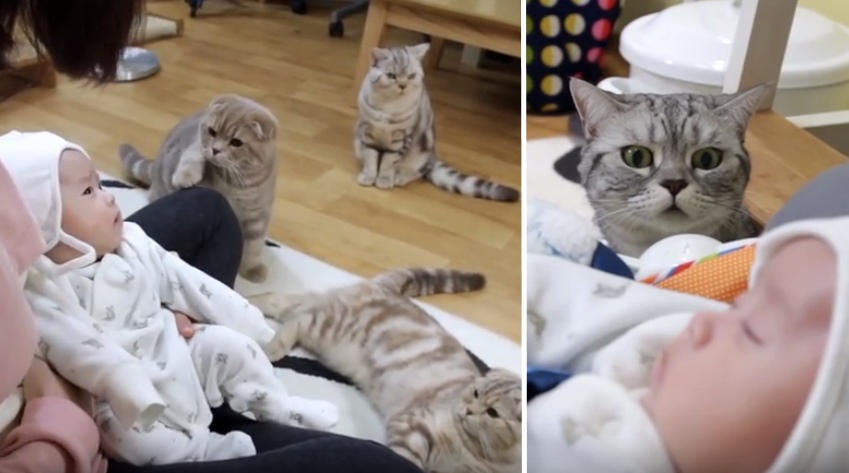 Ce Se întâmplă Când 5 Pisici Văd Pentru Prima Dată Un Bebe! Imaginile ...