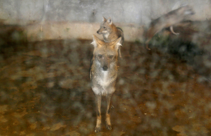 Zeci De șacali Au Invadat Un Parc Din Tel Aviv | Libertatea