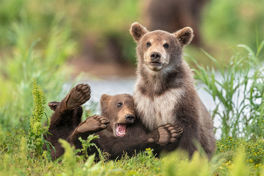Cele Mai Haioase 20 De Fotografii Cu Animale. Care E Preferata Ta ...