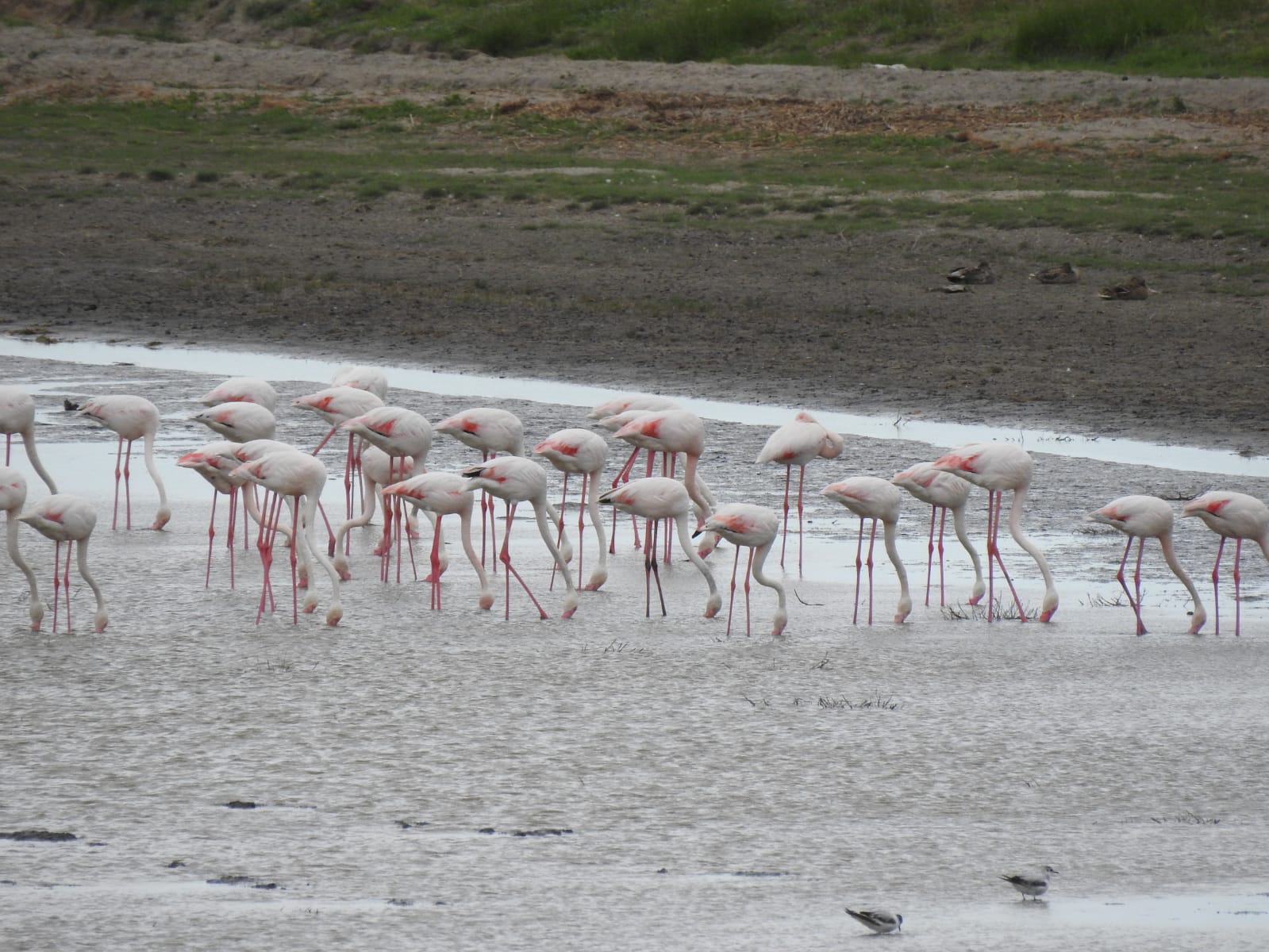 Imagini Spectaculoase. Peste 100 De Păsări Flamingo Observate în Delta ...
