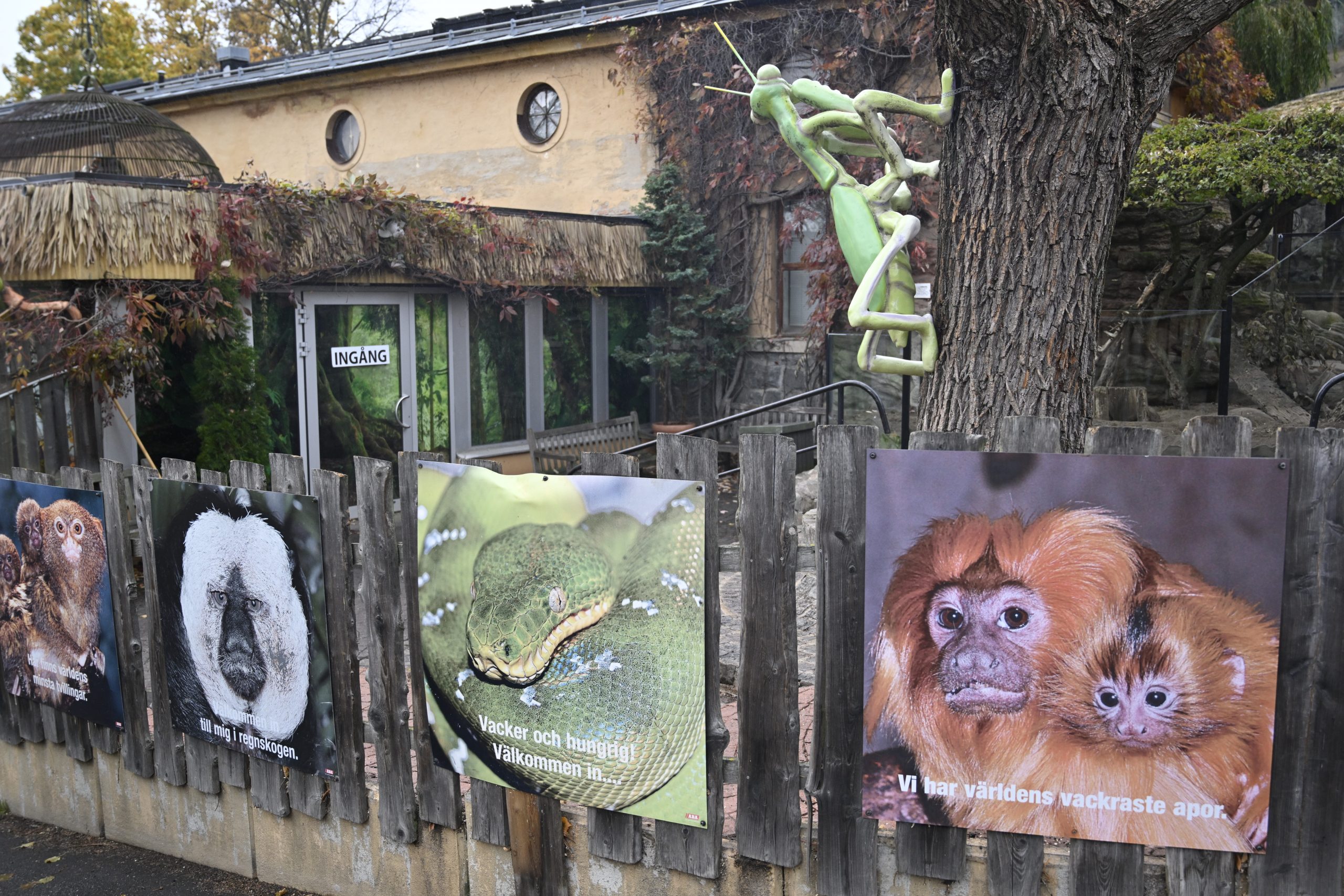 Cobra Regală "Houdini" A Evadat Din Nou De La Grădina Zoologică Din ...