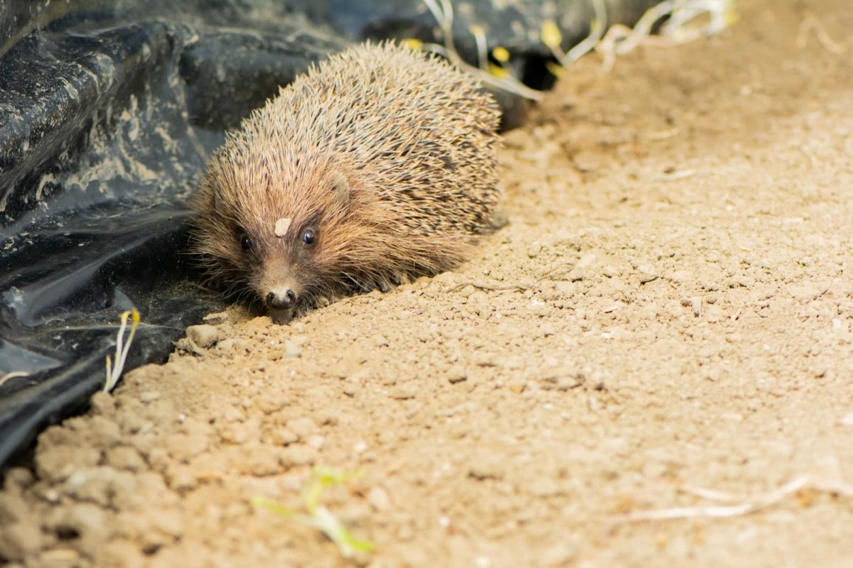 O Familie De Arici și-a Făcut Casă în Solariul Stațiunii De Cercetare ...