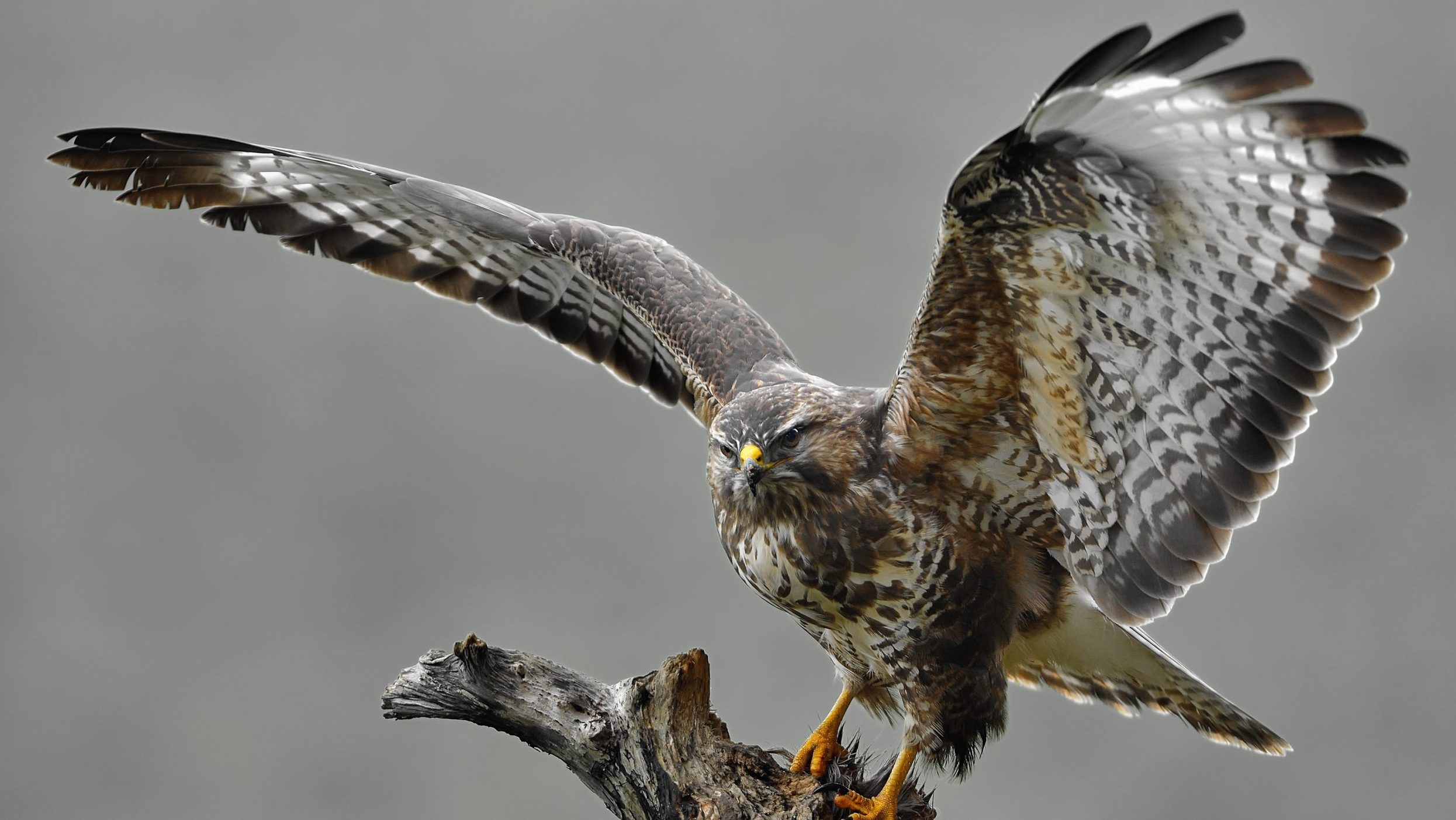 Un Cuib Gol De șorecar A Blocat Construcția Unui Proiect Imobiliar De ...