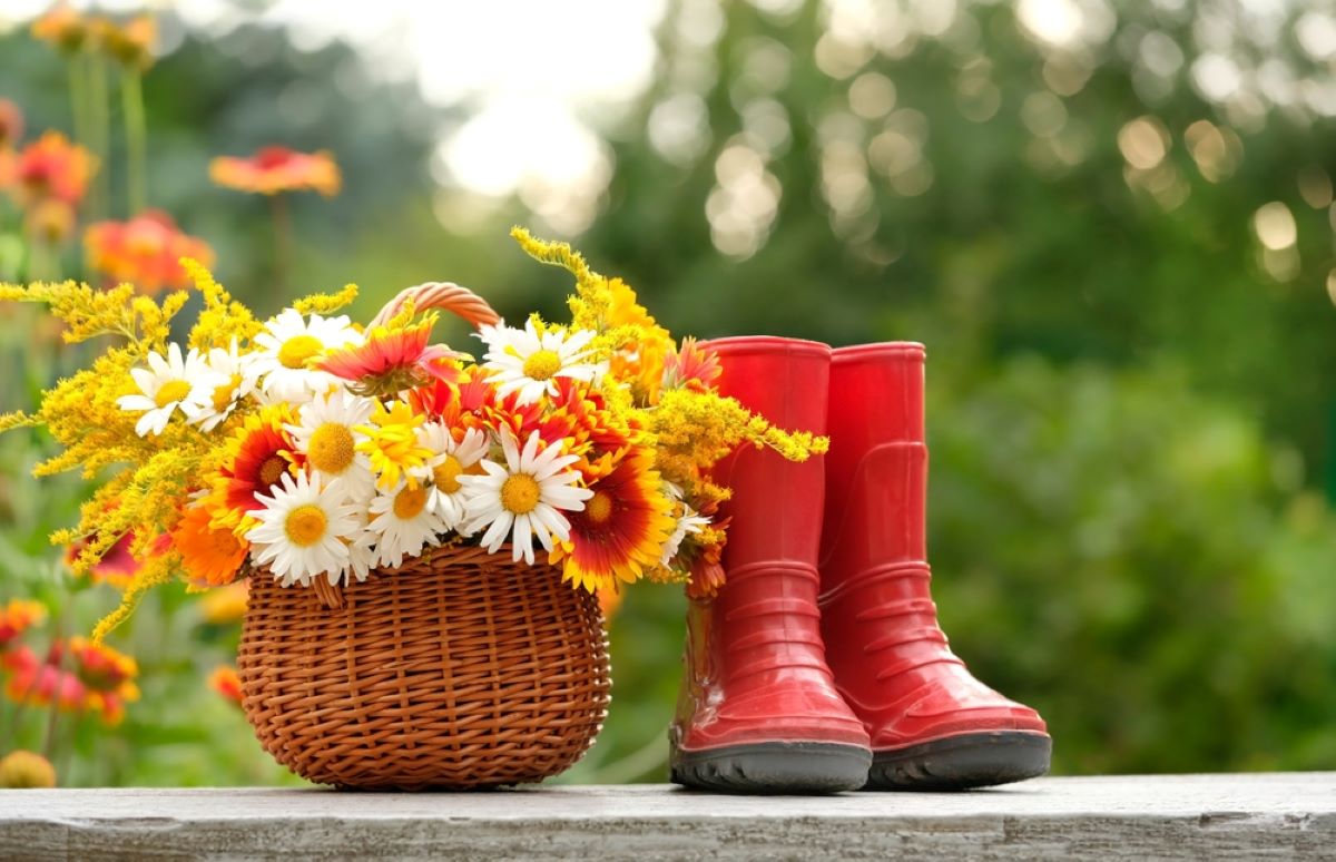 Flori Care înfloresc Toamna - Cele Mai Frumoase Flori De Toamnă ...