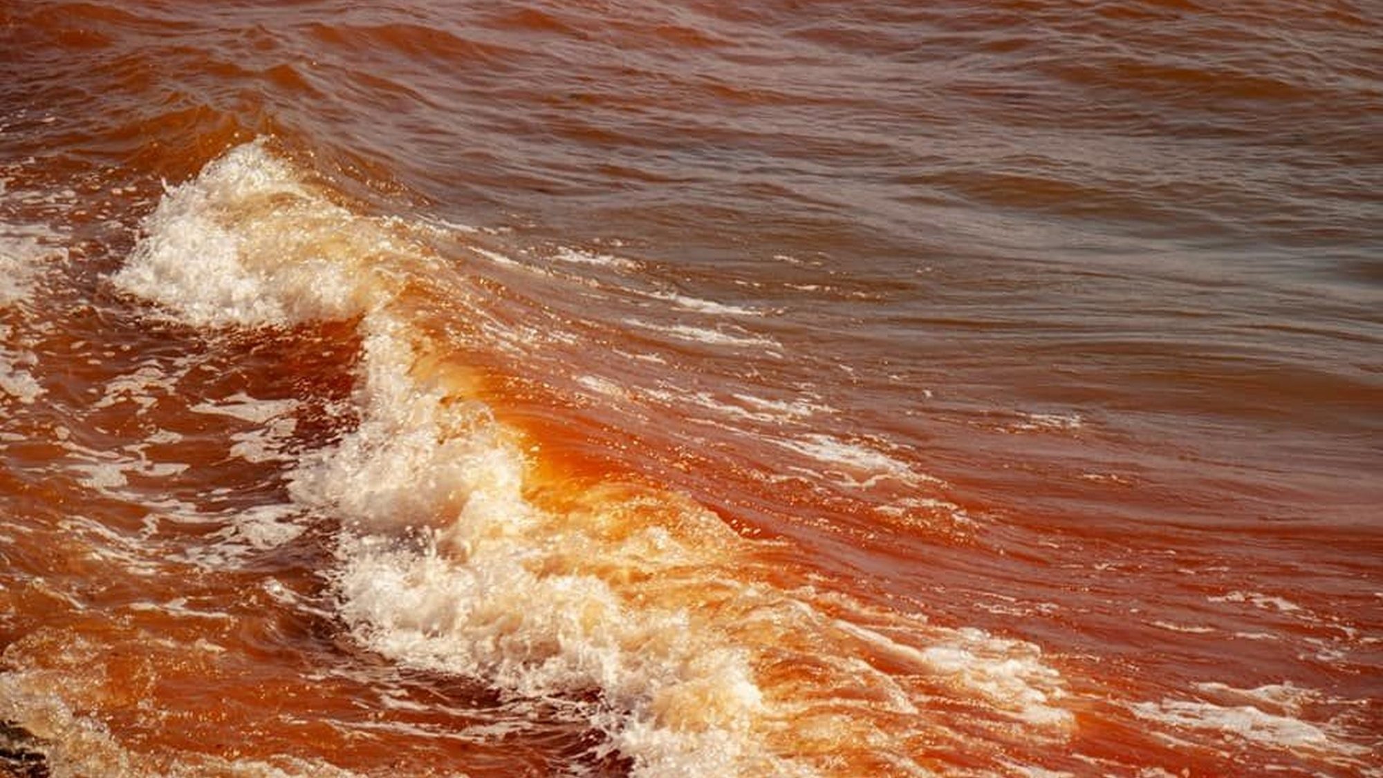 Marea Neagră S-a Colorat în Roşu în Zona Portului Tomis. Explicațiile ...