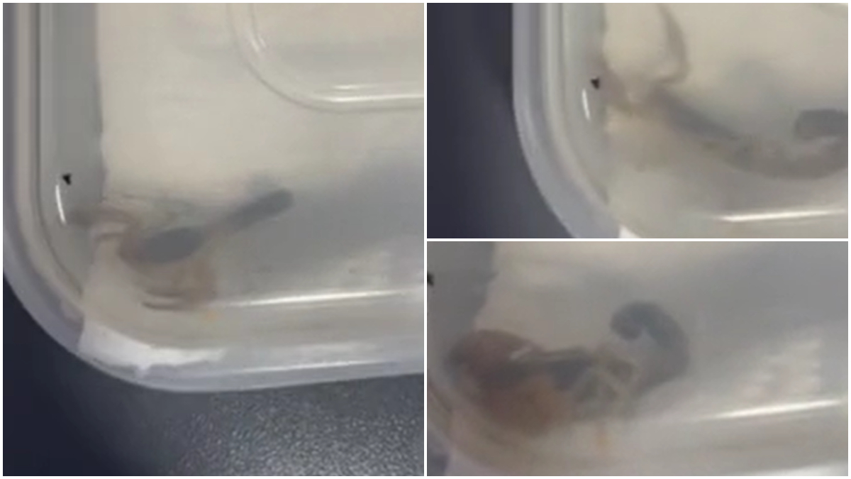 Scorpion Viu, Găsit într-un Colet Comandat De Pe Shein, De O Studentă ...