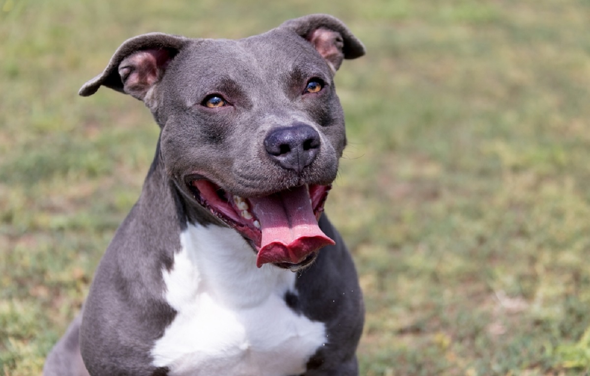 Câinele Amstaff – Tot Ce Trebuie Să știi Despre Această Rasă | Libertatea