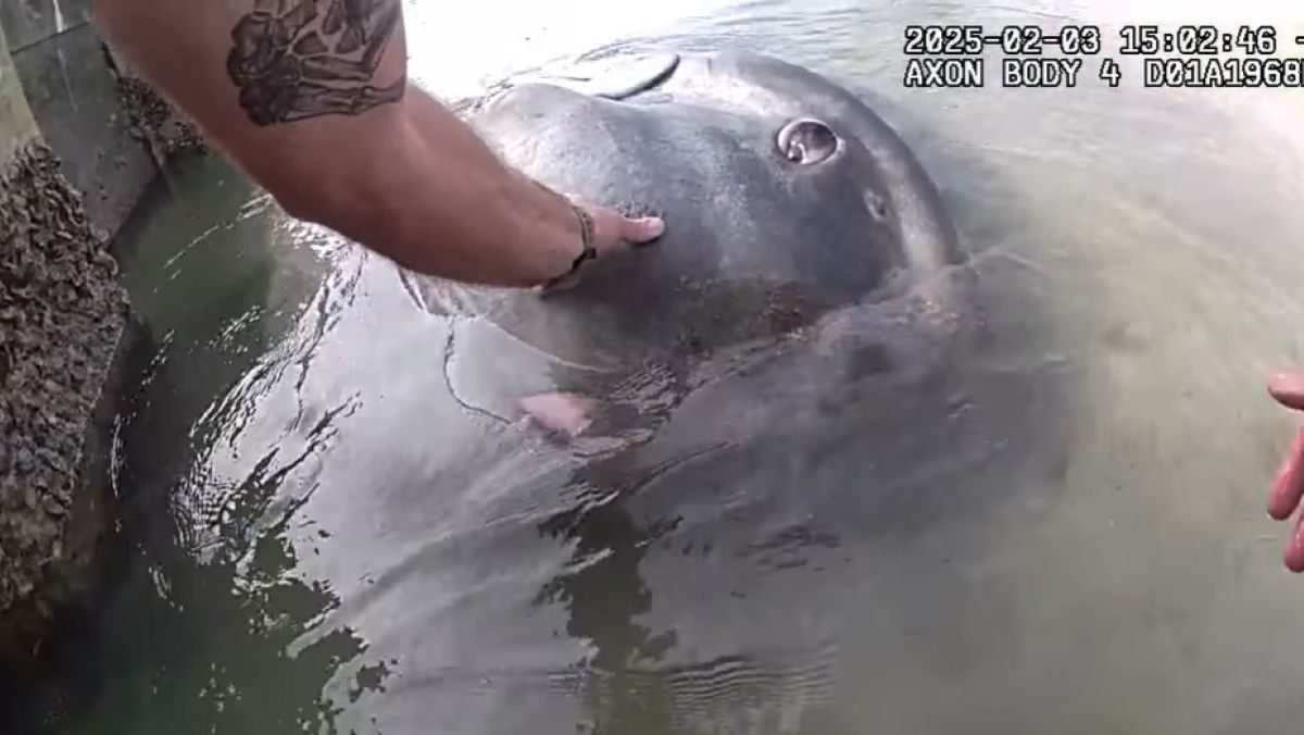 Momentul în Care Un Pește-soare Uriaș De Ocean Este Eliberat După Ce A ...