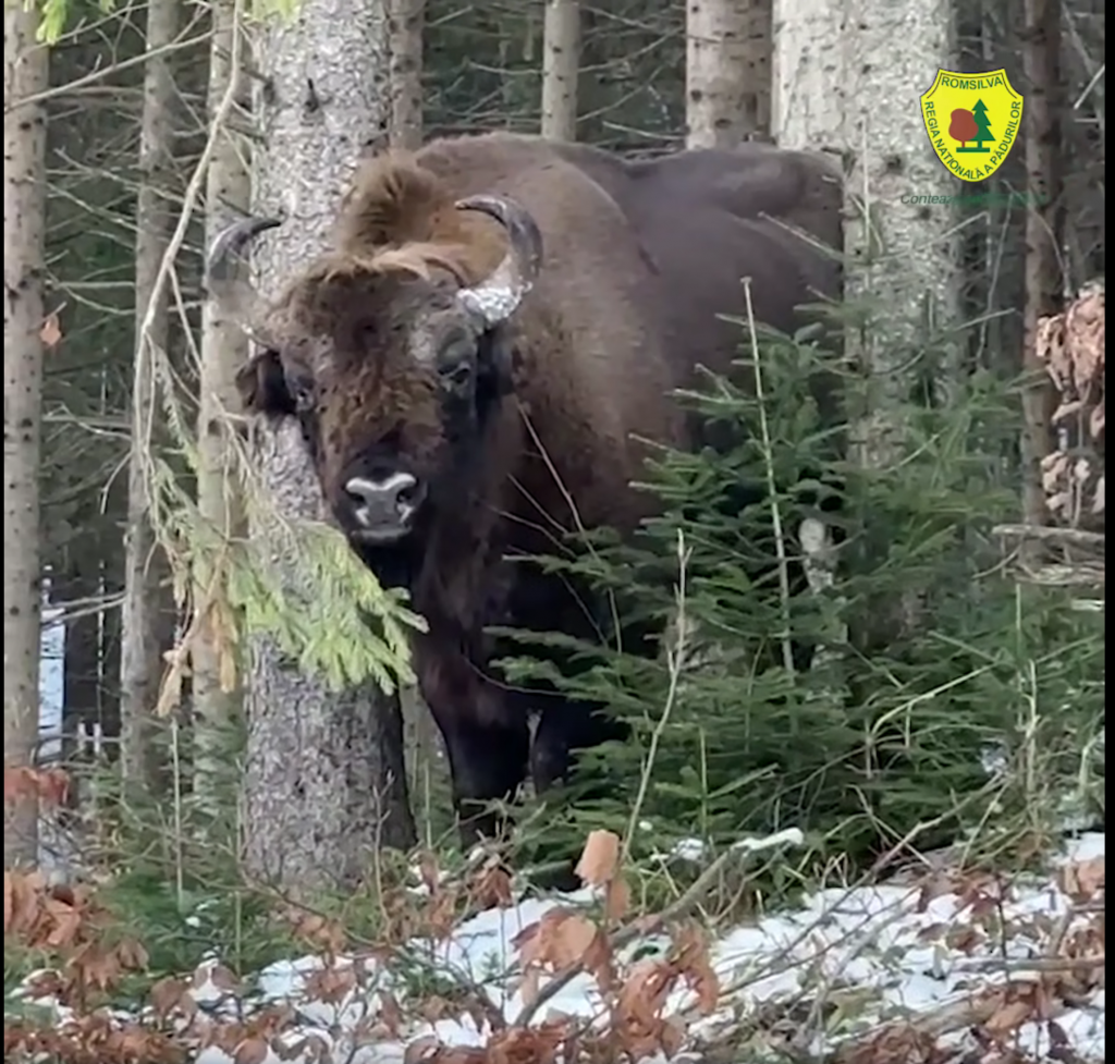 Un zimbru impunător a fost filmat în Parcul Național Vânători de un ...
