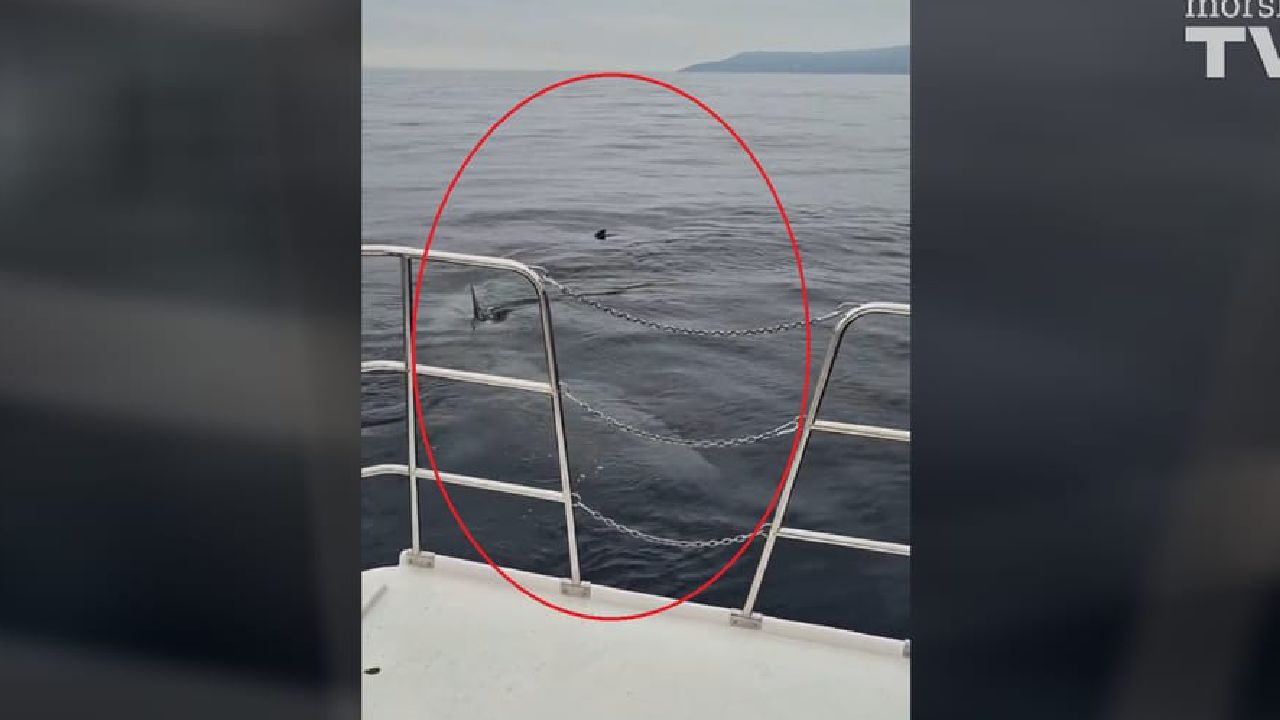 Rechin de 8 metri, filmat în Marea Adriatică. Cum a ajuns acolo
