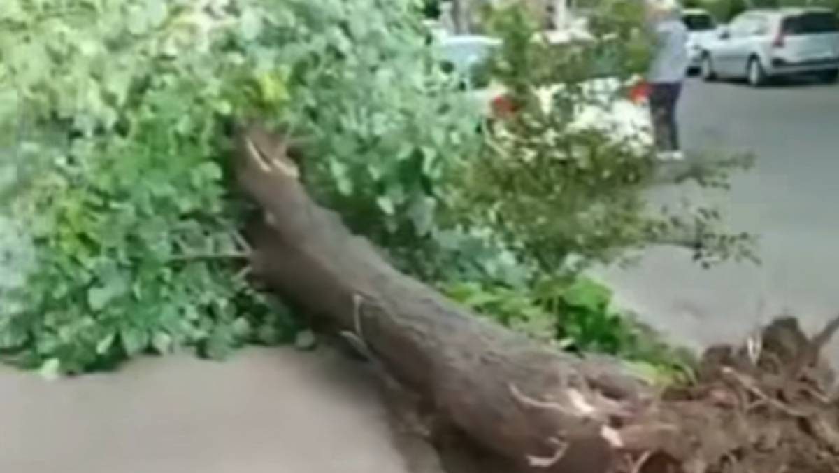 Femeie din Brăila, la un pas de moarte după ce un copac doborât de vânt ...