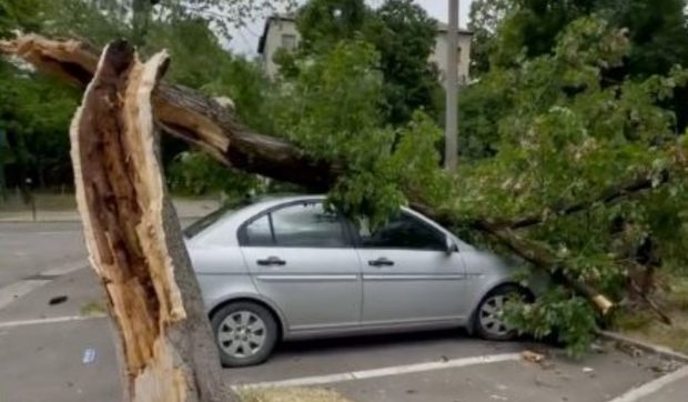 Furia unei furtuni a doborât copaci, inclusiv peste o mașină, în Oradea ...