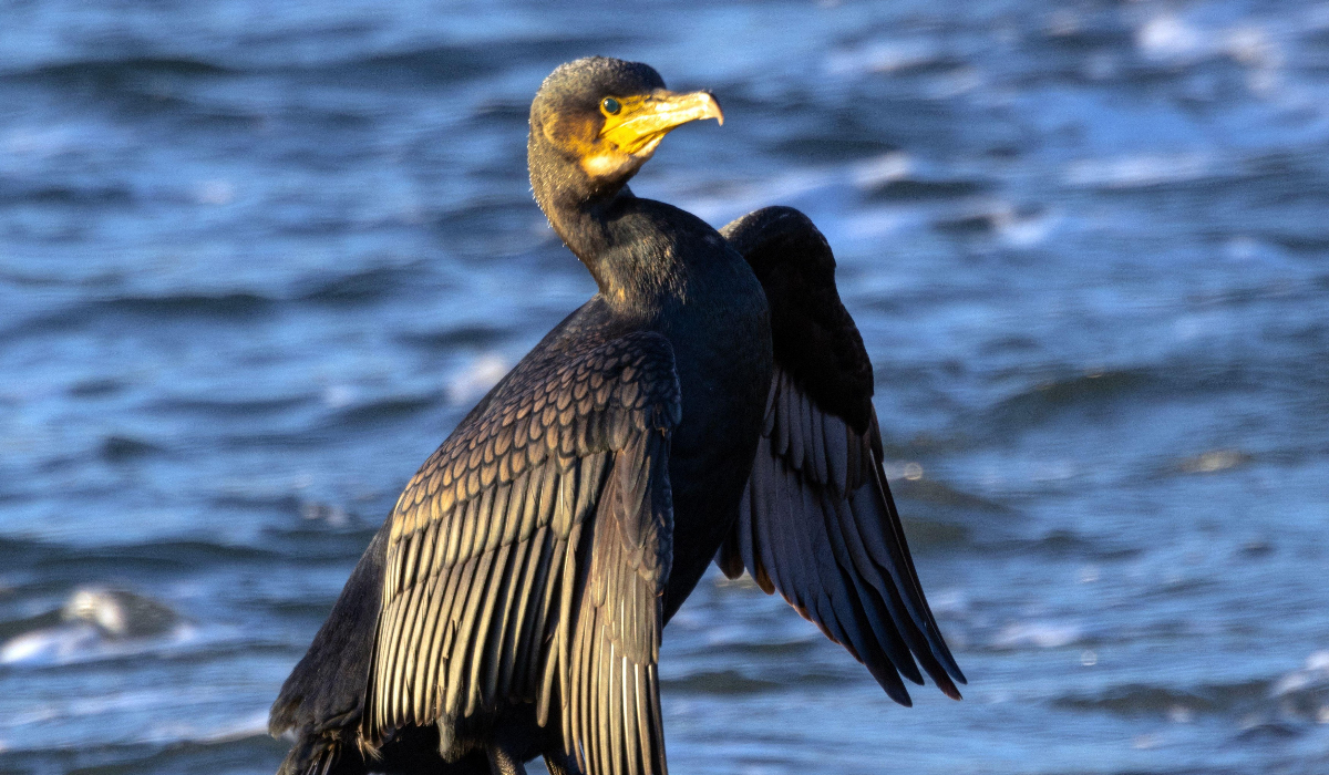 Piscicultura românească, amenințată de cormorani: s-au înmulțit excesiv ...