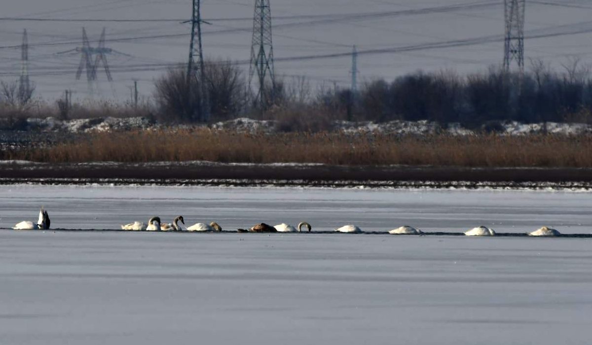 Lacul Sărat din Brăila a înghețat bocnă. Cum au fost surprinse mai ...