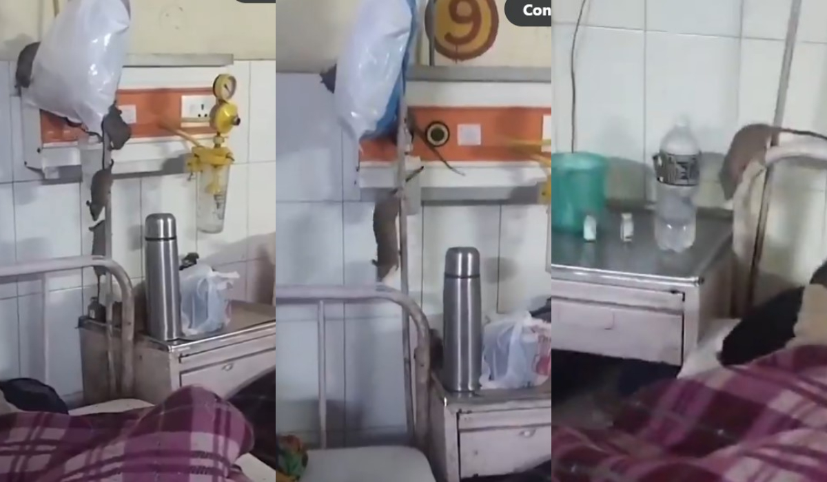 Mai mulți șobolani au fost filmați în timp ce aleargă pe patul unui ...