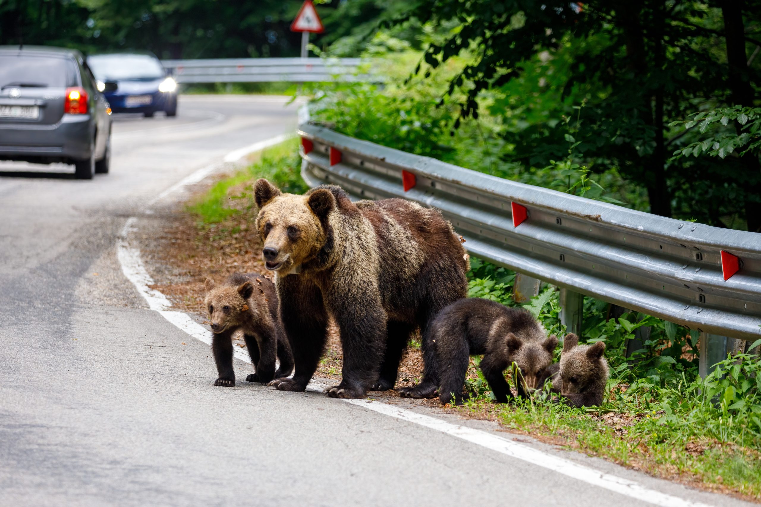 „A continuat să mănânce inclusiv în prezența oamenilor”. Urs împușcat ...